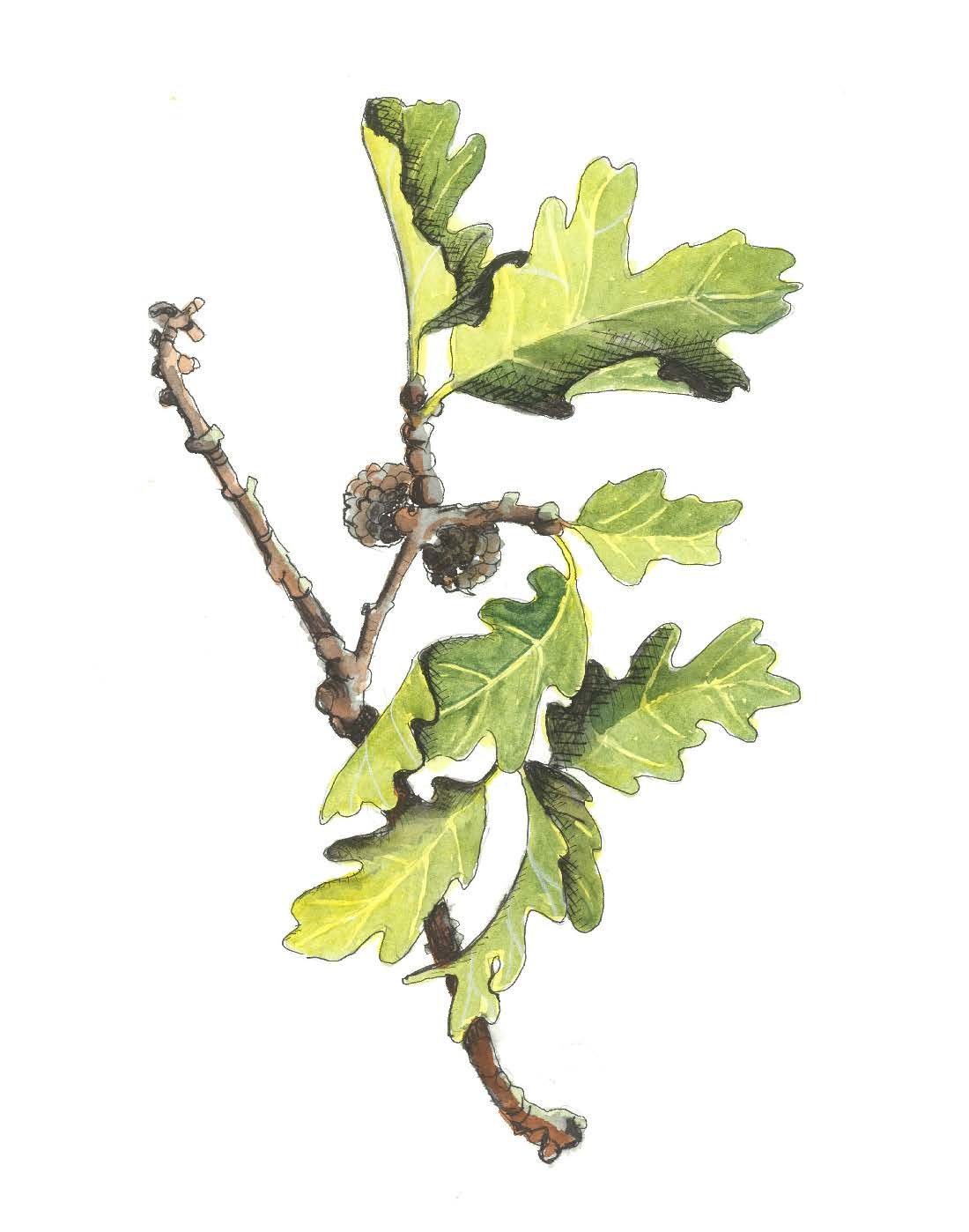 Turrietta leaves no caption